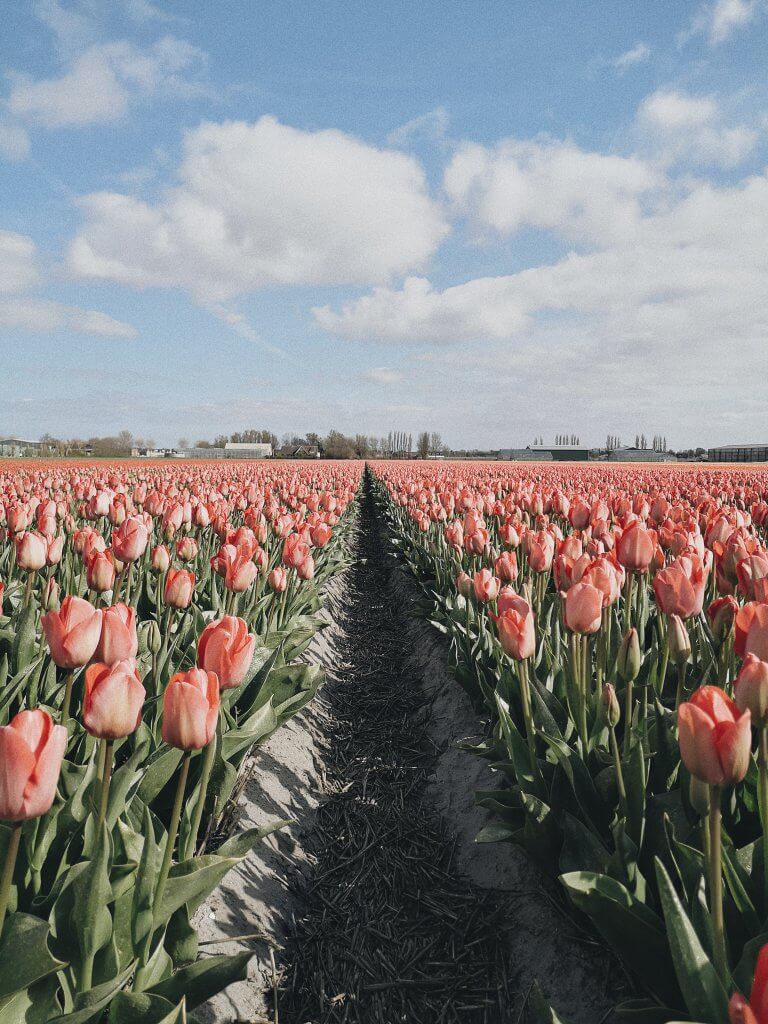 Spring ideas - Marriage proposal in a tulip field, The Netherlands ...