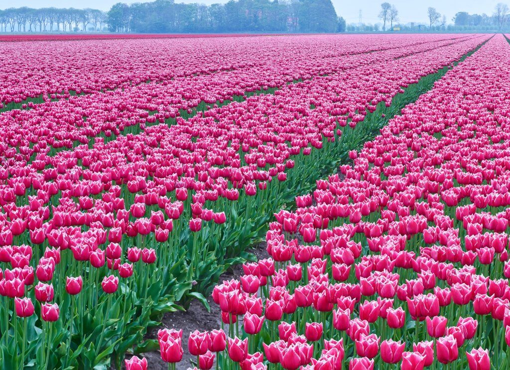 tulipfields-proposal - Plan my Proposal